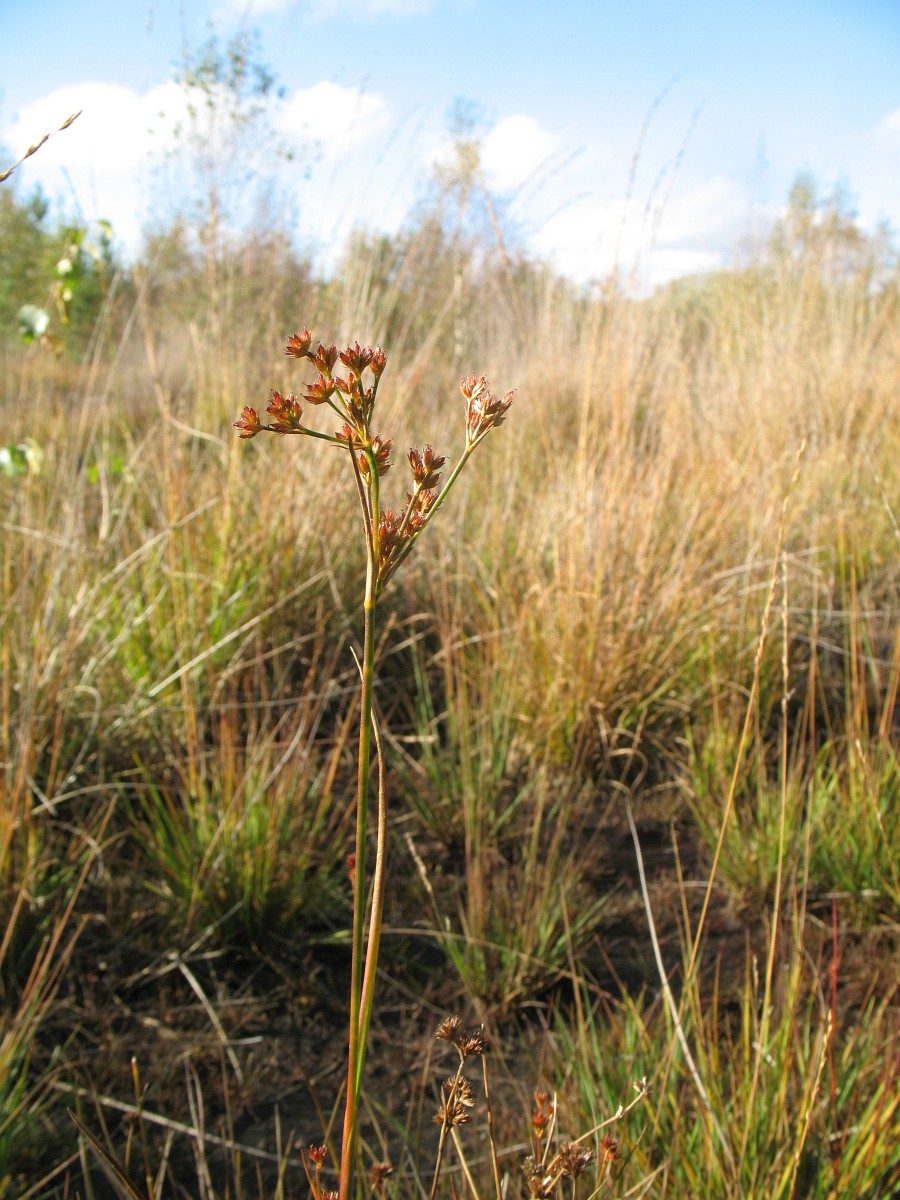 Juncus canadensis, Canadian Rush